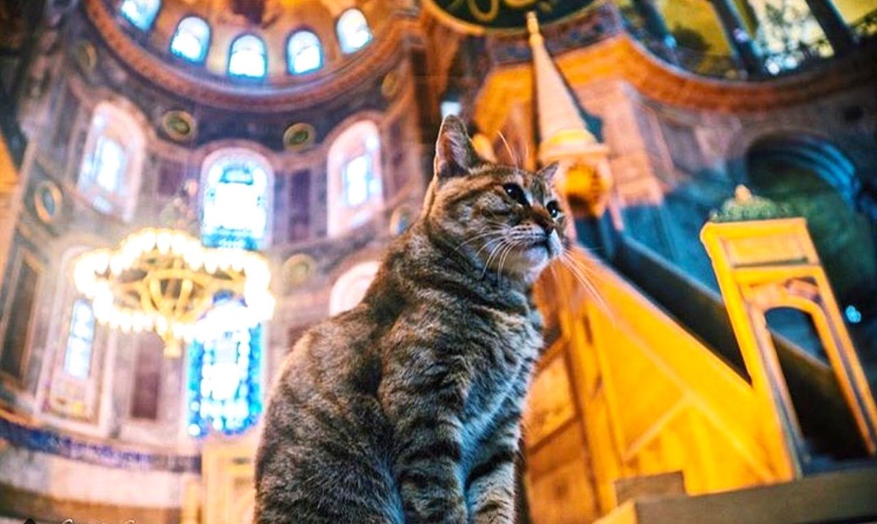 Si Bulus ‘Penghuni Tetap’ Di Hagia Sophia - Raja Cuti