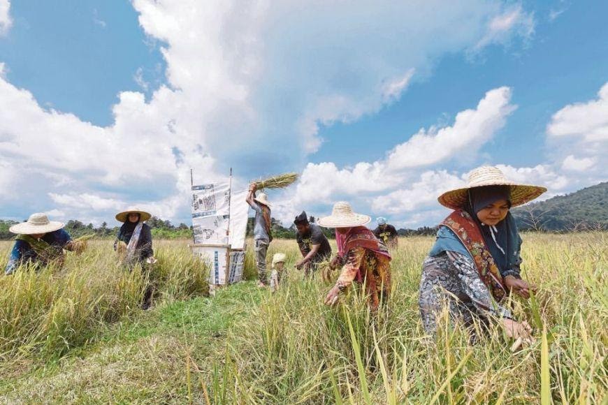 Nak rasa mengetam padi sambil bercuti? Jom ke sini gais! - Raja Cuti